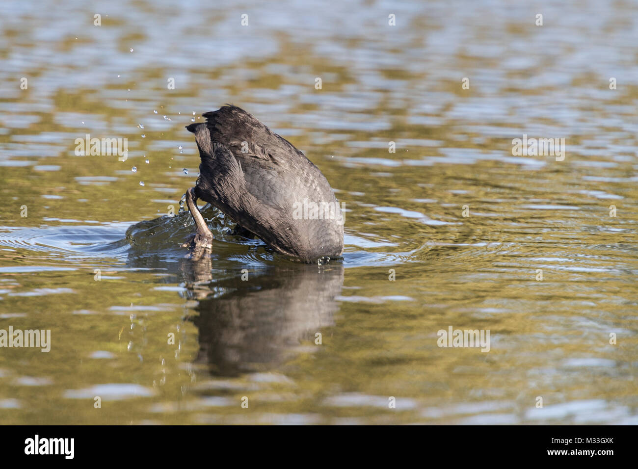 eurasian coot diving into water head first melbourne victoria australia ...