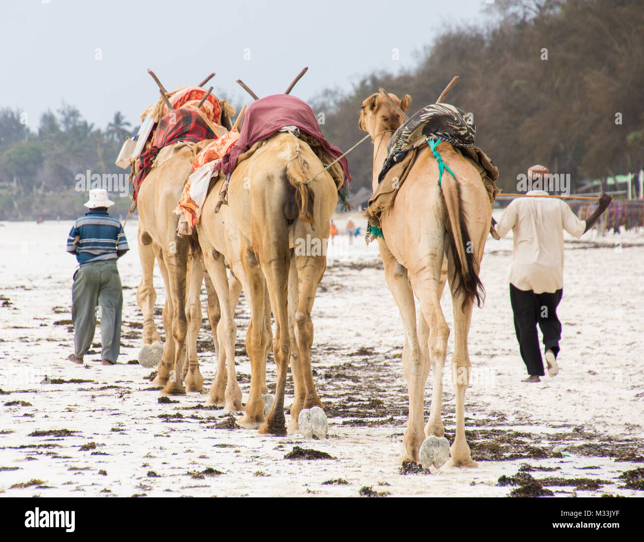 Back view of Camels at the beach Stock Photo - Alamy