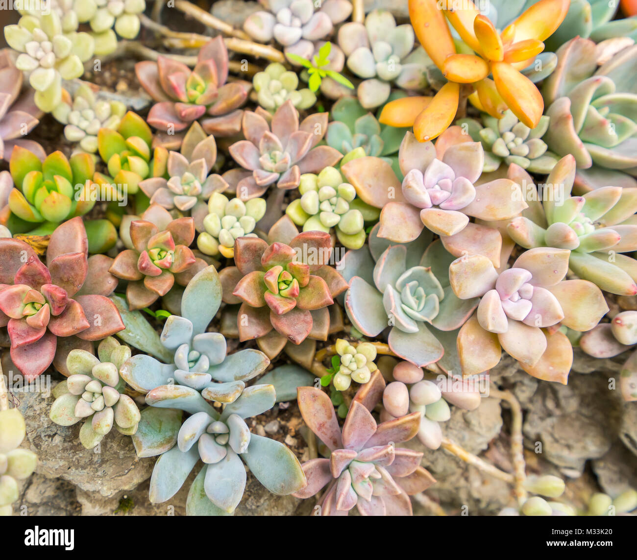 Cacti on ground hi-res stock photography and images - Alamy