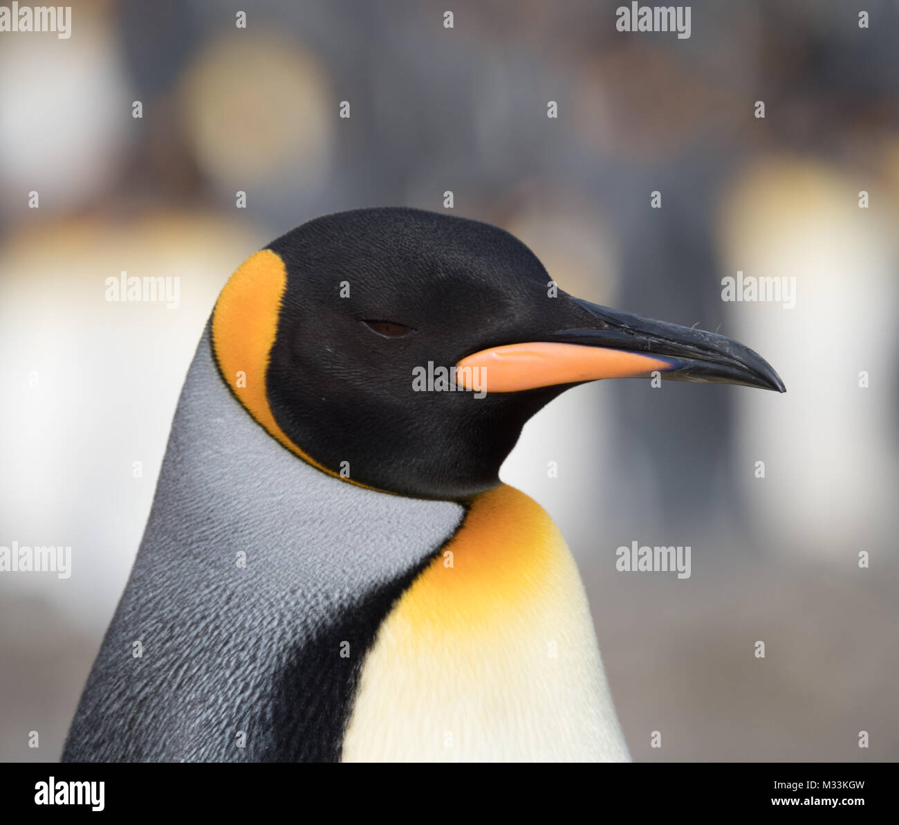 Close up the head of a king penguin with black, gray, gold and white ...
