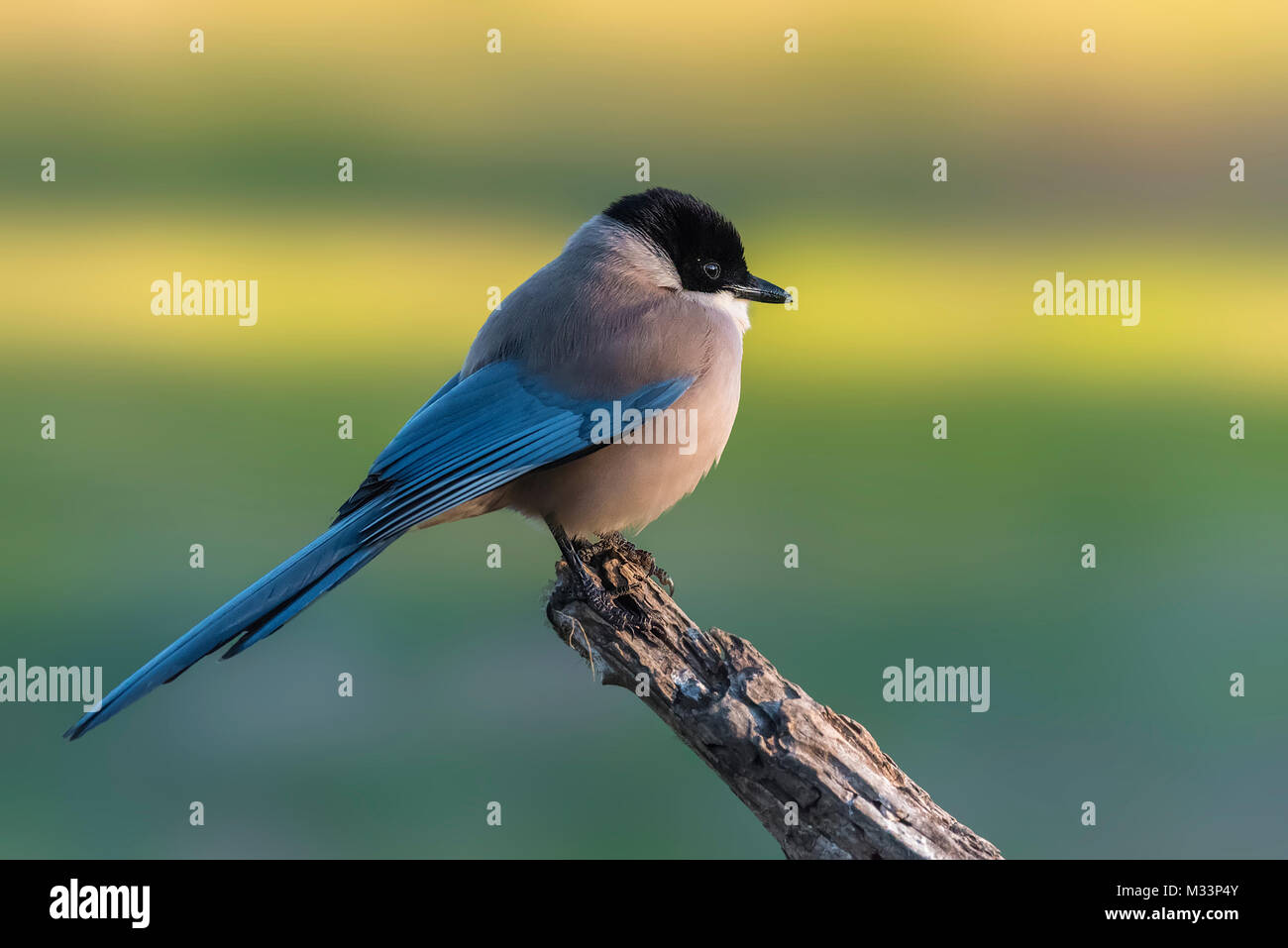 Azure winged magpie cyanopica cyana sitting hi-res stock photography ...