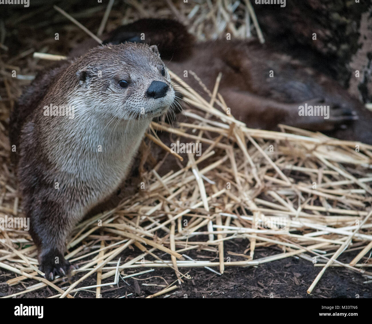 Cute otter isolated with plenty of room for copy Stock Photo - Alamy