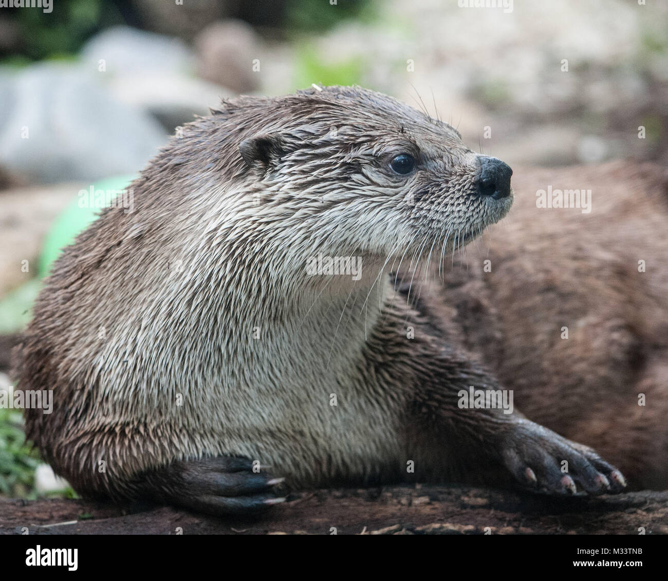 Cute otter isolated with plenty of room for copy Stock Photo - Alamy