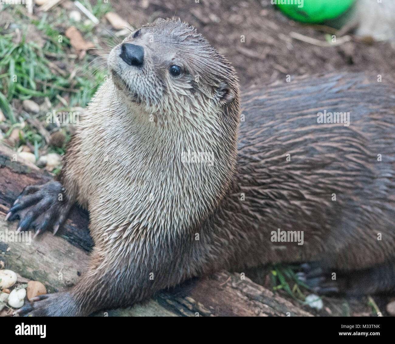 Cute otter isolated with plenty of room for copy Stock Photo - Alamy