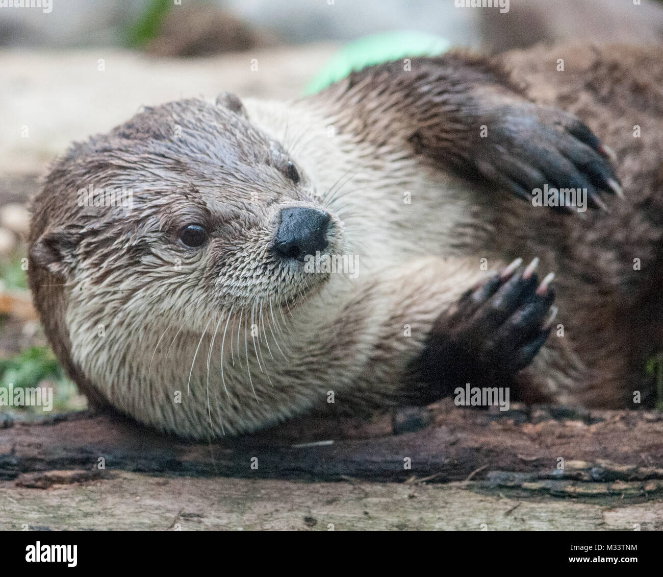 Cute otter isolated with plenty of room for copy Stock Photo - Alamy