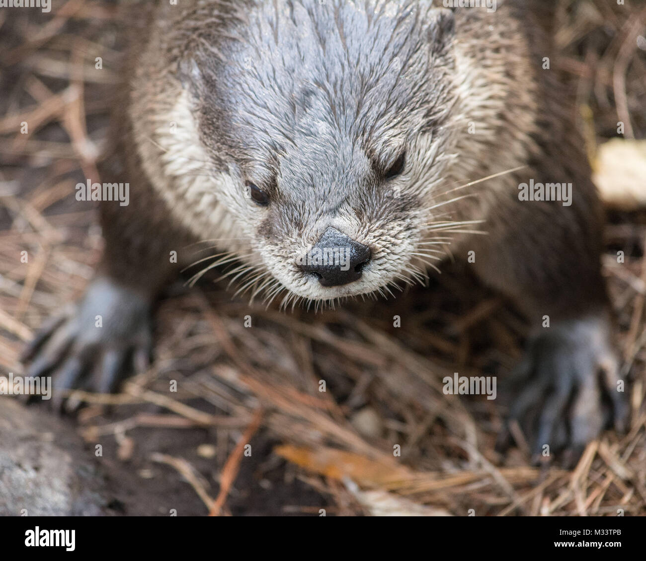 Cute otter isolated with plenty of room for copy Stock Photo - Alamy