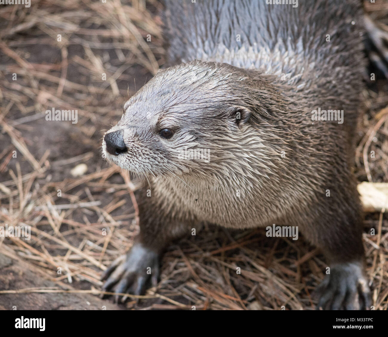Cute otter isolated with plenty of room for copy Stock Photo - Alamy