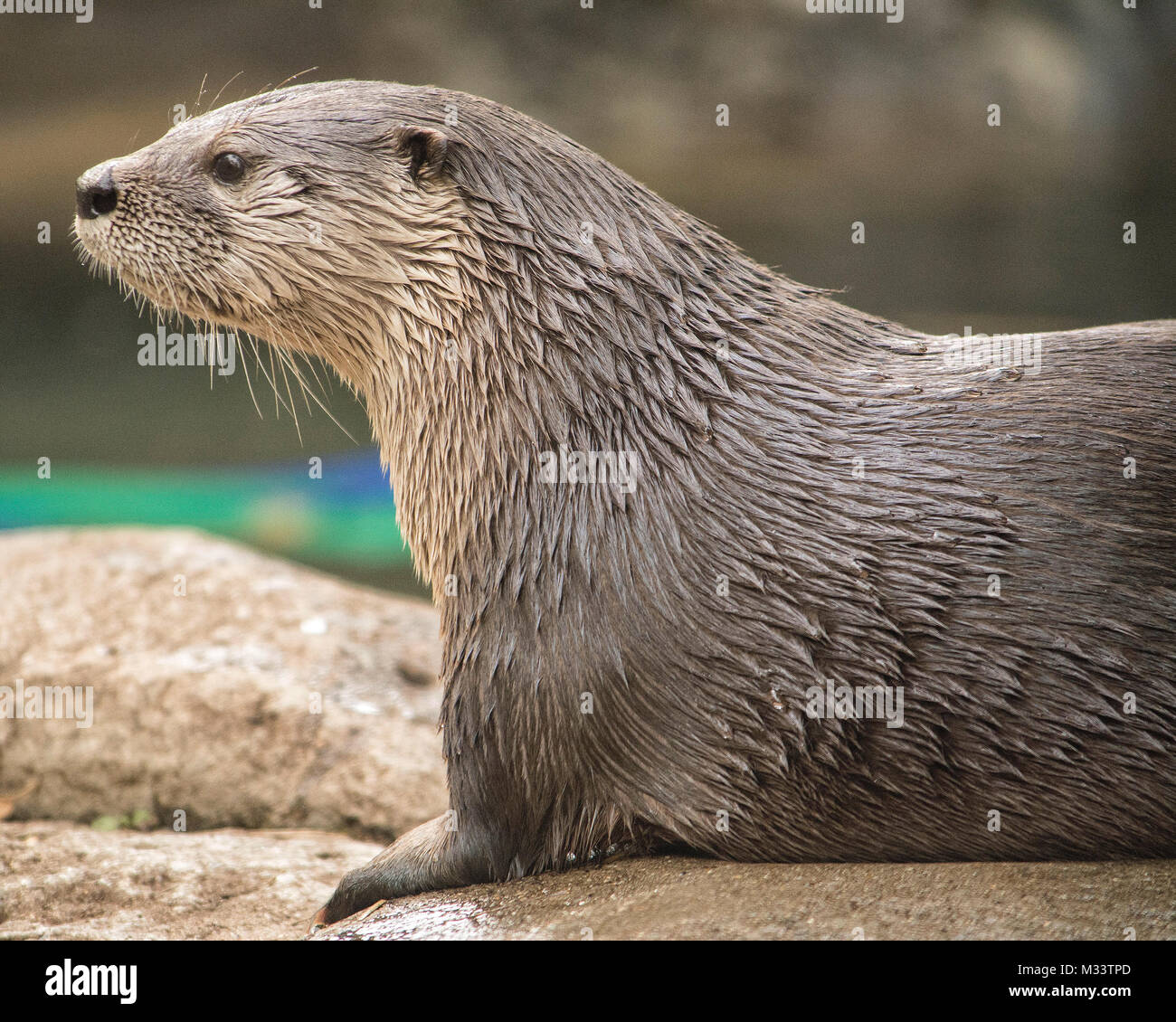 River Otter Face