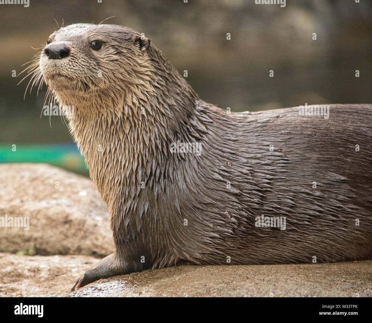 Baby sea otter cute hi-res stock photography and images - Alamy
