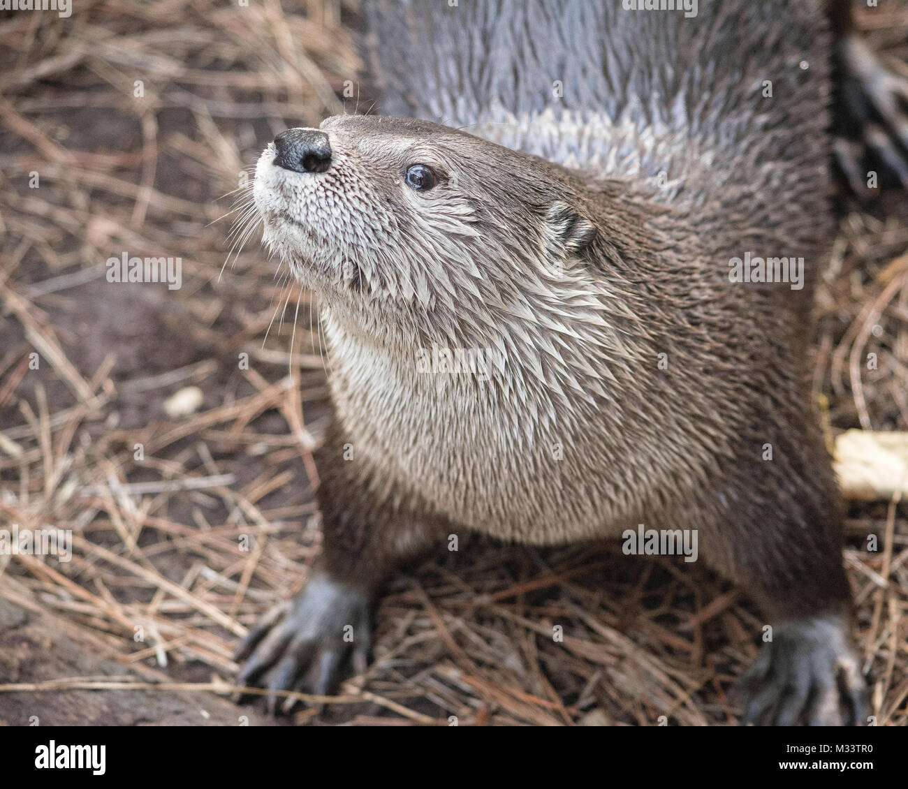 Baby sea otter cute hi-res stock photography and images - Alamy