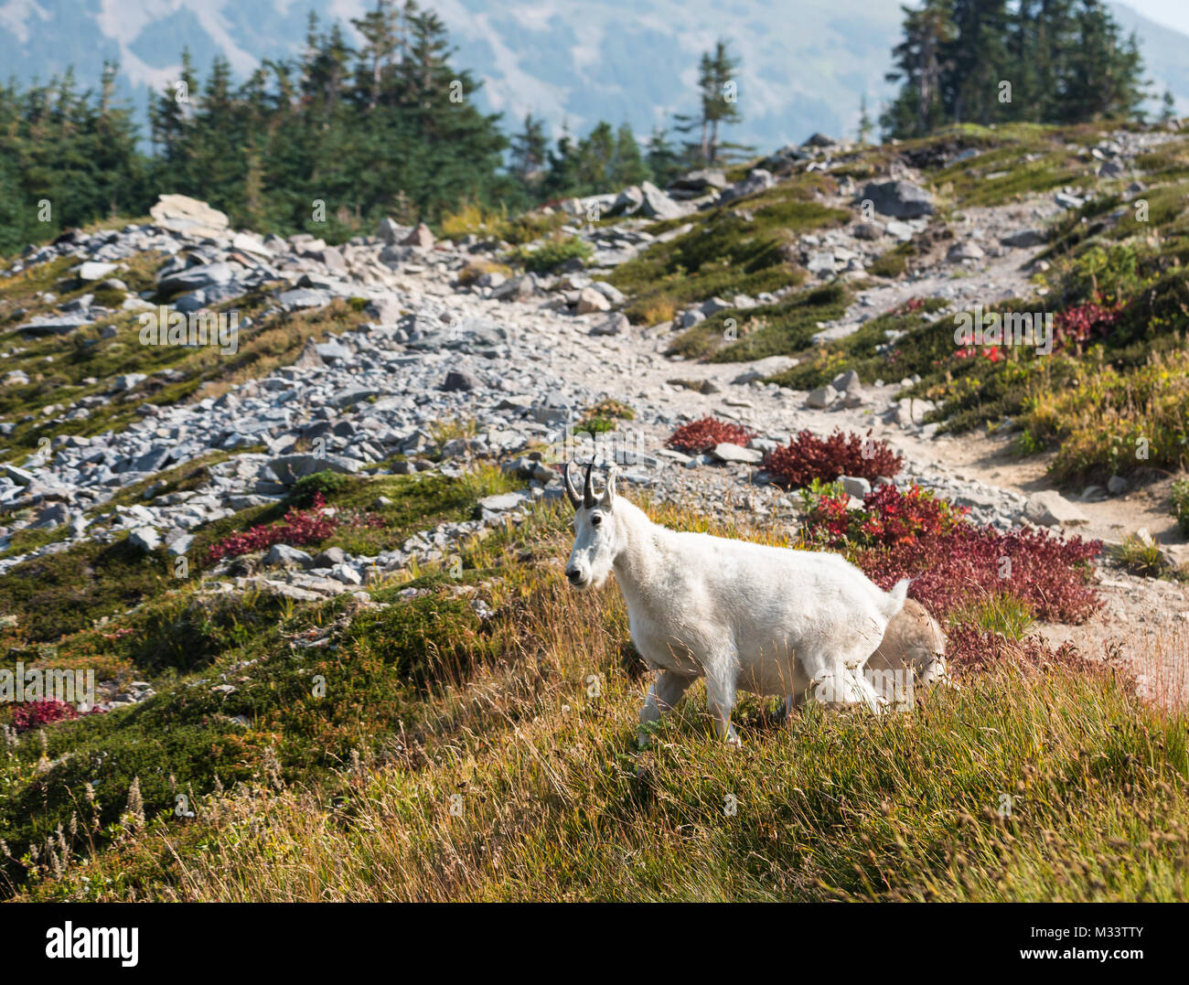 Mountain goat with colorful landscape Stock Photo - Alamy