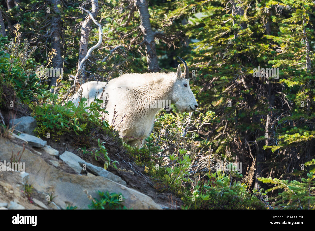 Stoic mountain goat looking away Stock Photo - Alamy
