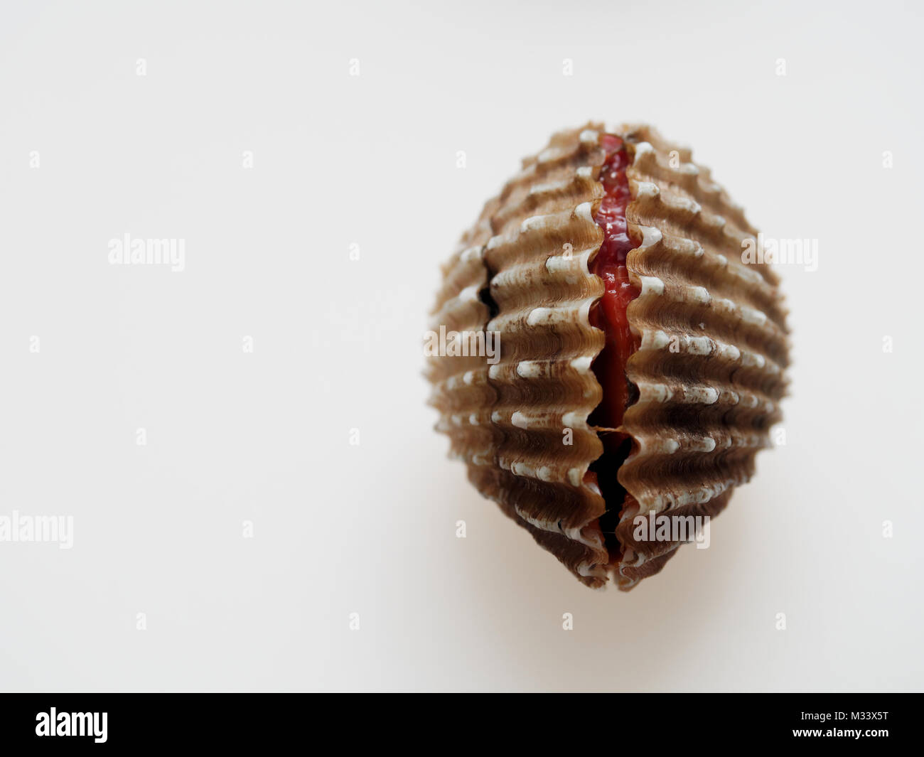 Raw cockle, ark shell, shot high angle view isolated on white ...