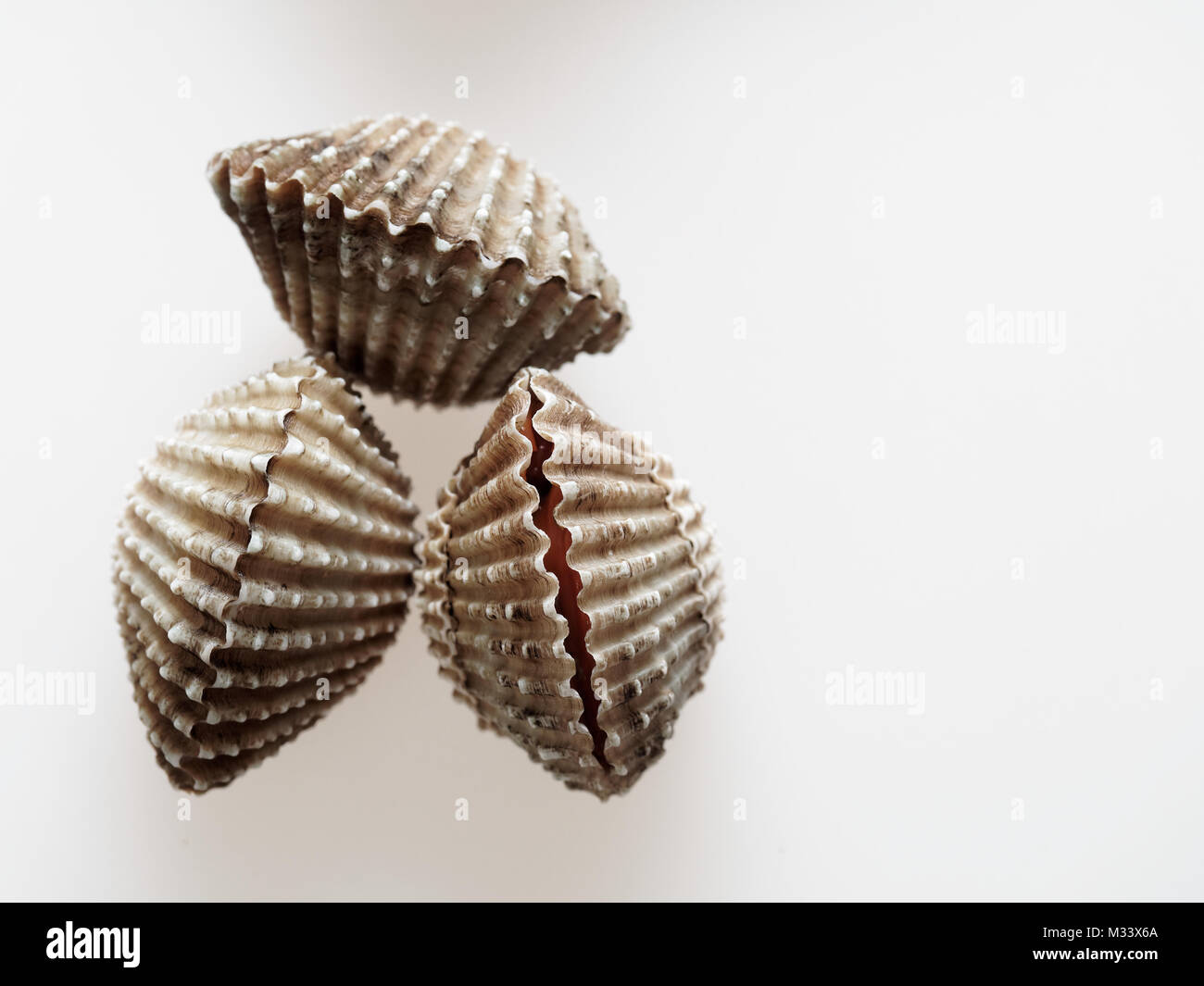 A group of raw cockle, ark shell, shot high angle view isolated on ...