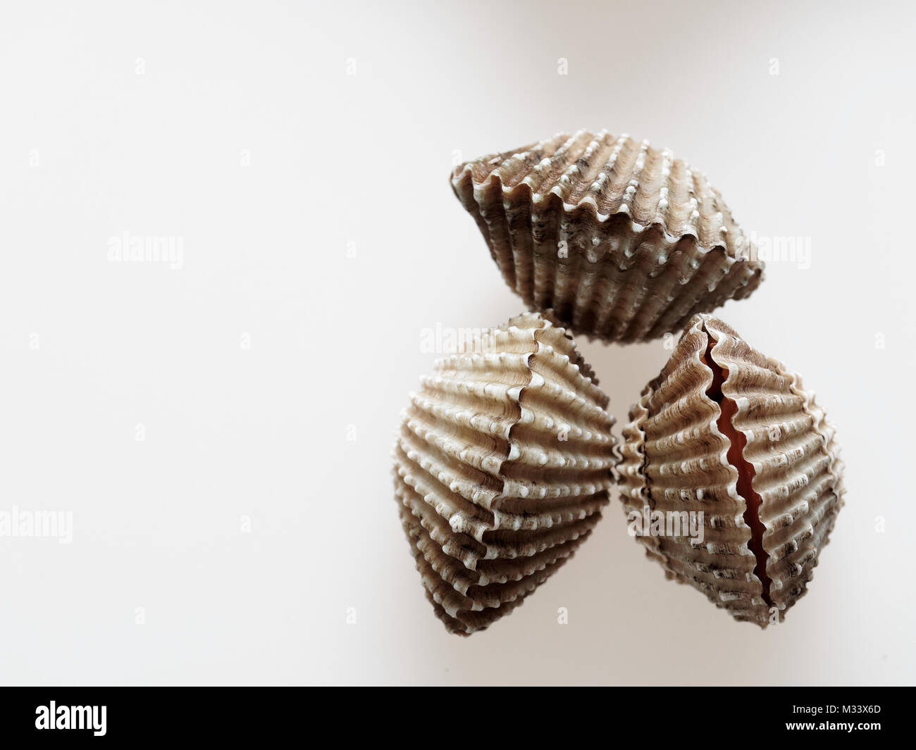 A group of raw cockle, ark shell, shot high angle view isolated on ...