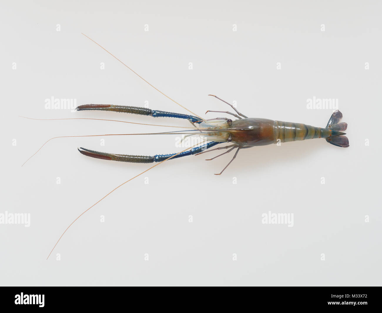 Raw tiger prawn, shrimp, with claw, ingredient of tom yum goong ...