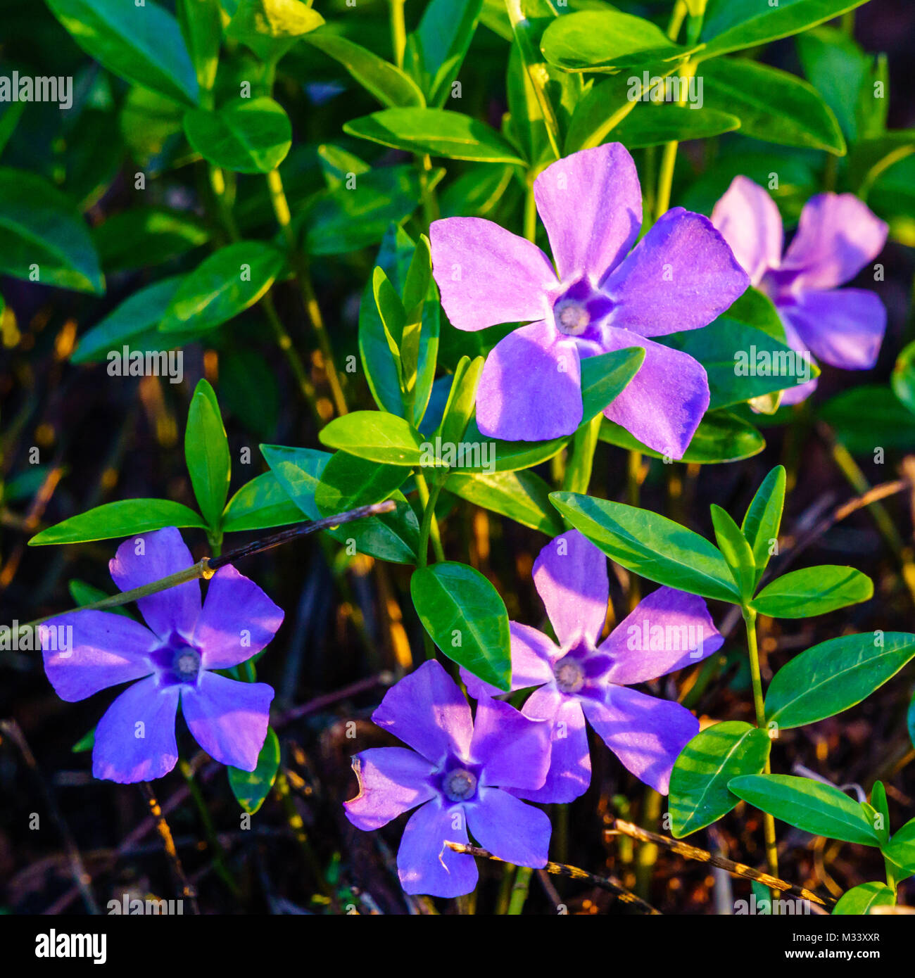 Background with beautiful wild flowers outside in the park at spring ...