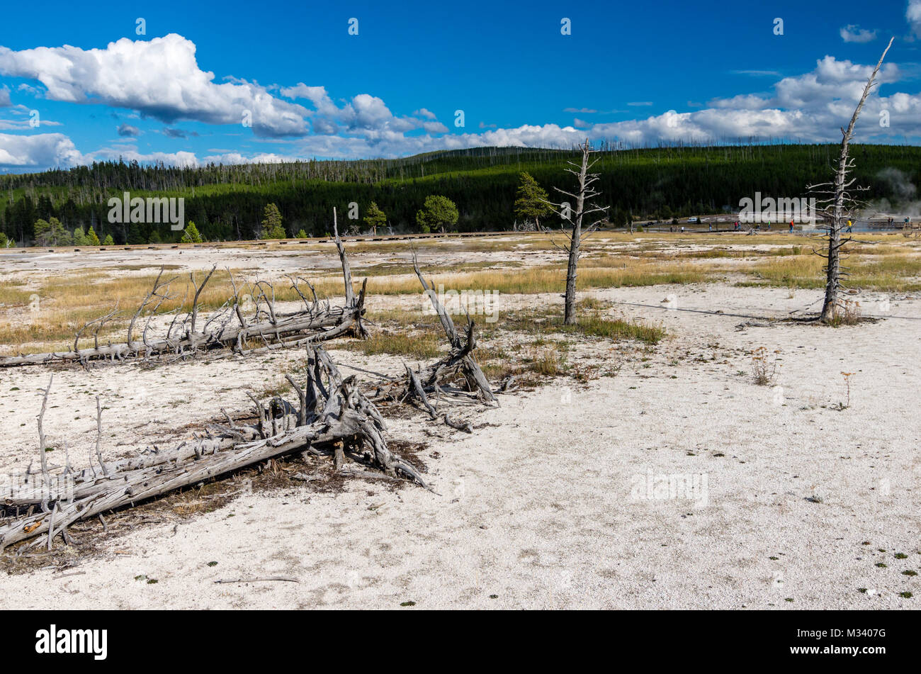 Tree stump and feature hi-res stock photography and images - Alamy