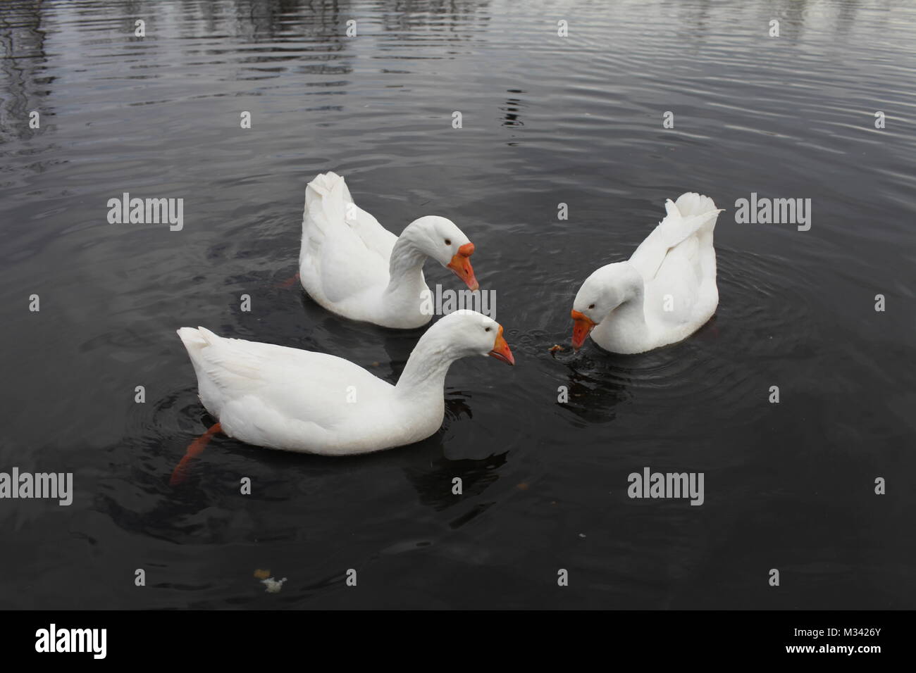 white geese floating in the water Stock Photo - Alamy
