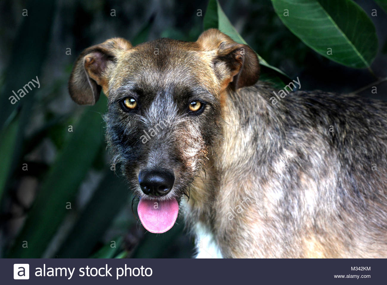 Gypsy Dog Stock Photos & Gypsy Dog Stock Images - Alamy