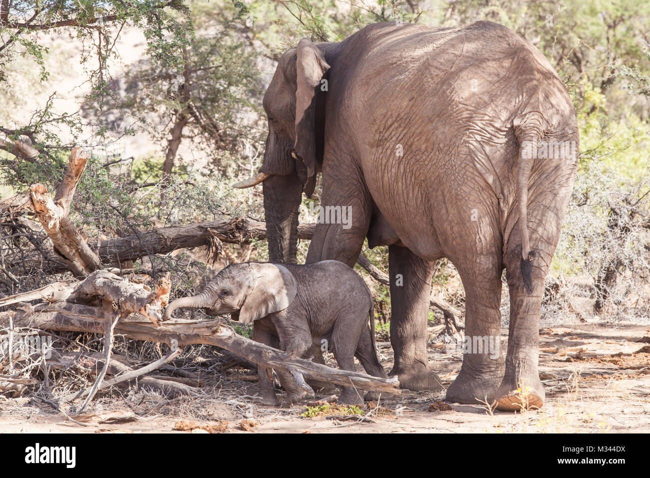 Cow elephant hi-res stock photography and images - Alamy