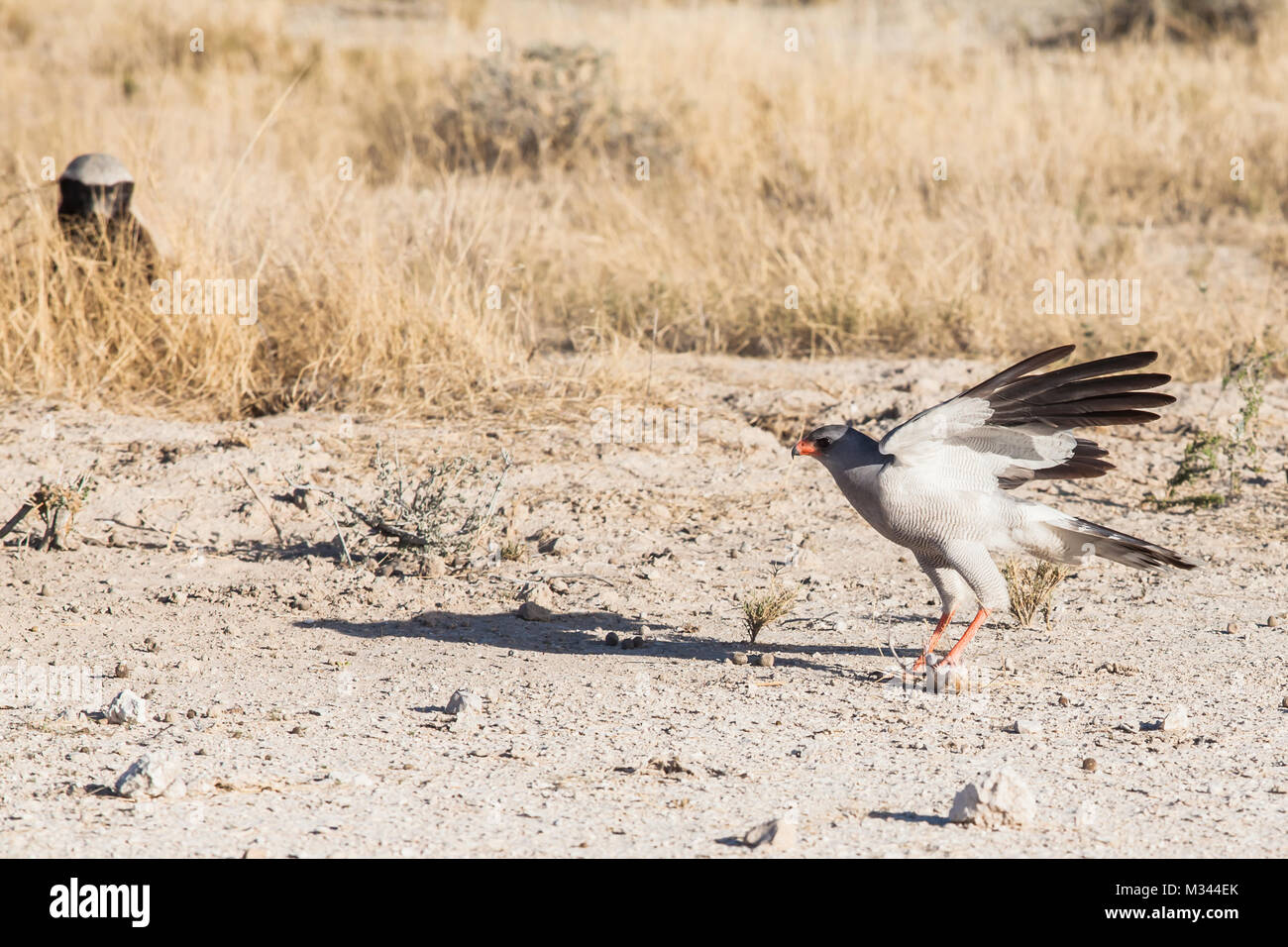 Chanting Goshawk Namibia High Resolution Stock Photography and Images ...