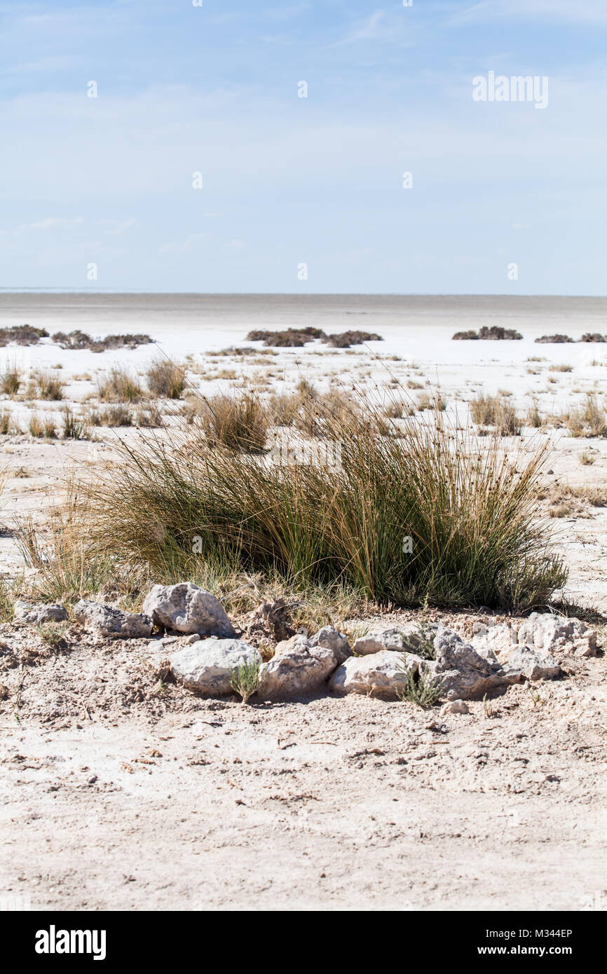Salt pans, Etosha National Park, Namibia Stock Photo - Alamy