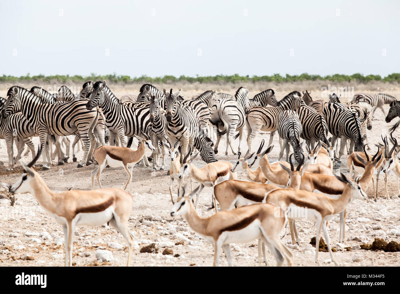 Herd of zebra and springbok, Etosha National Park, Namibia Stock Photo ...