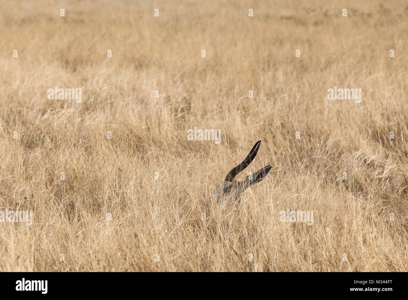 Springbok in long grass hi-res stock photography and images - Alamy