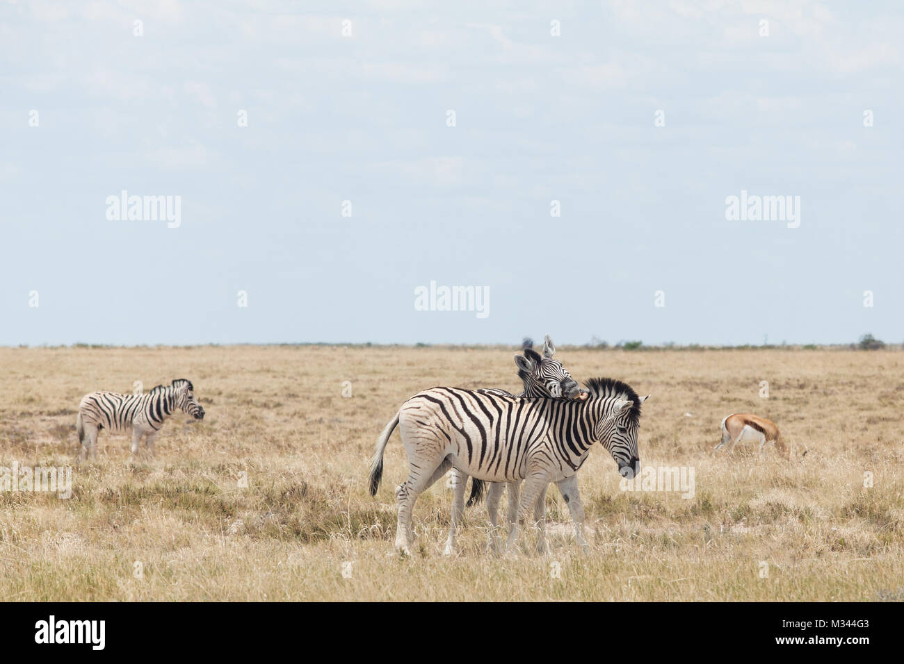 Springbok And Zebra High Resolution Stock Photography and Images - Alamy