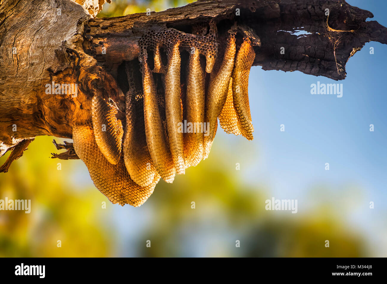 Natural bush honeycomb hanging from a wild beehive on a tree, Yanchep ... Natural bush honeycomb hanging from a wild beehive on a tree, Yanchep ...