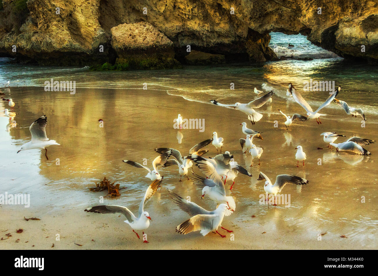 Flock of birds on Two Rocks beach, Perth, Western Australia, Australia ...