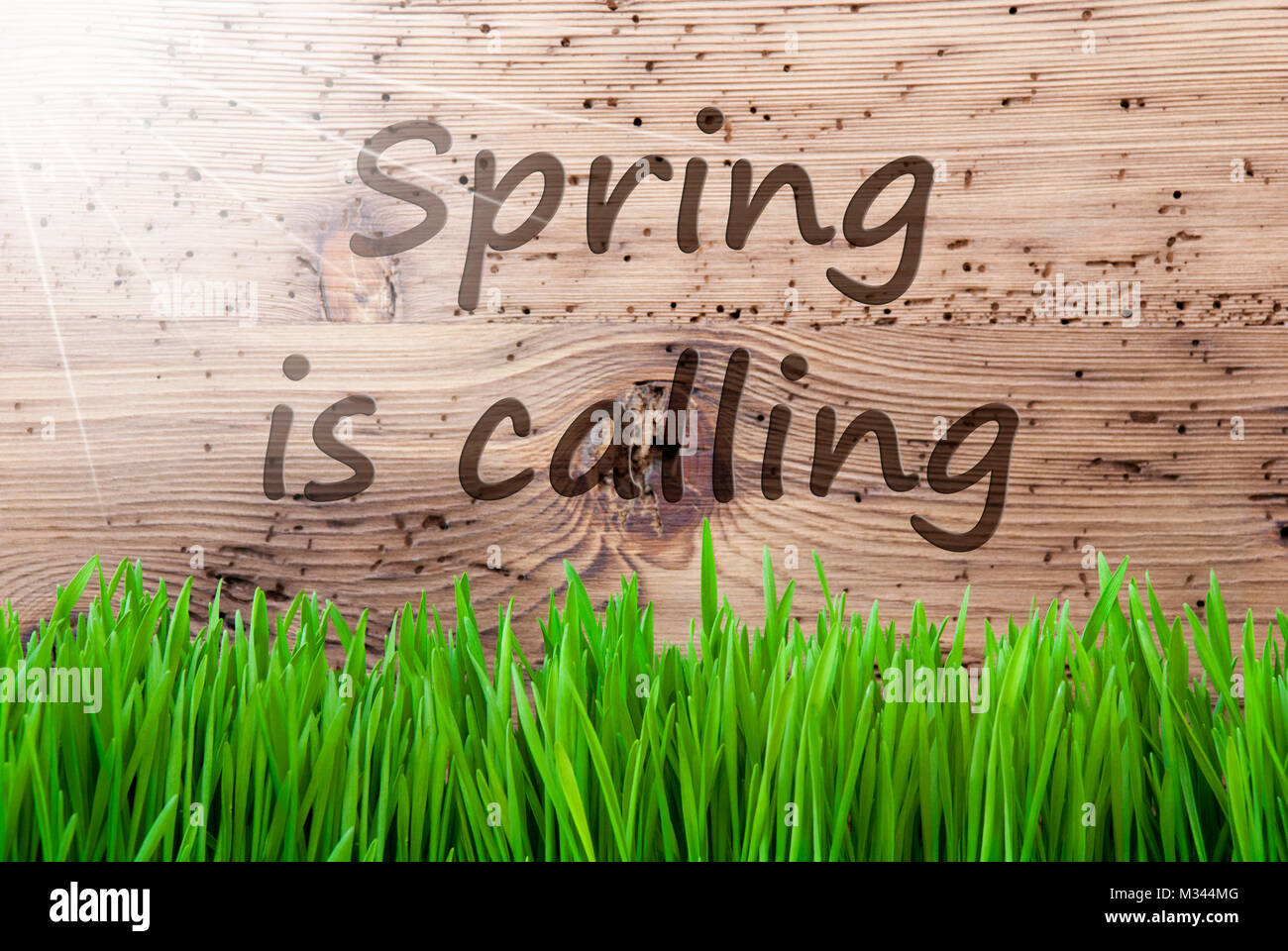 Bright Sunny Wooden Background, Gras, Text Spring Is Calling Stock ...