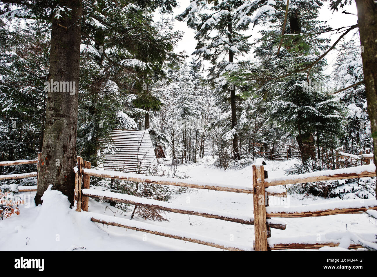 Wooden house at pine trees forest covered by snow. Beautiful winter ...
