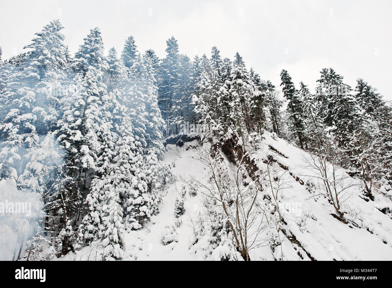 Smoke from fire at pine trees forest covered by snow. Beautiful winter ...