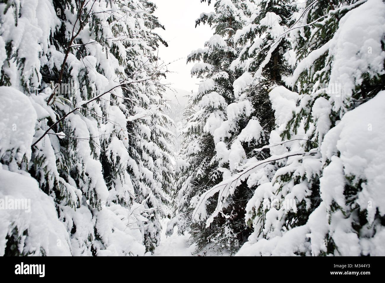 Huge pine trees forest covered by snow. Majestic winter landscapes ...