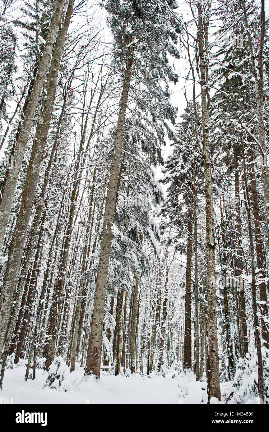 Huge pine trees forest covered by snow. Majestic winter landscapes ...