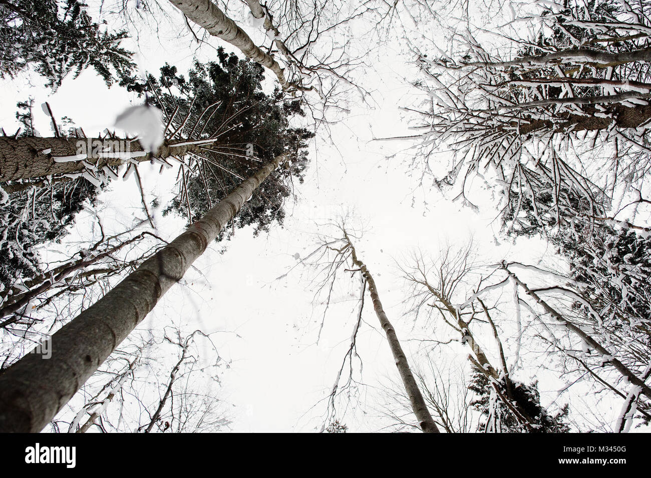 Top of huge pine trees forest covered by snow. Majestic winter ...