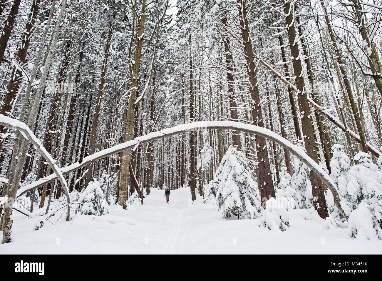 Huge pine trees forest covered by snow. Majestic winter landscapes ...