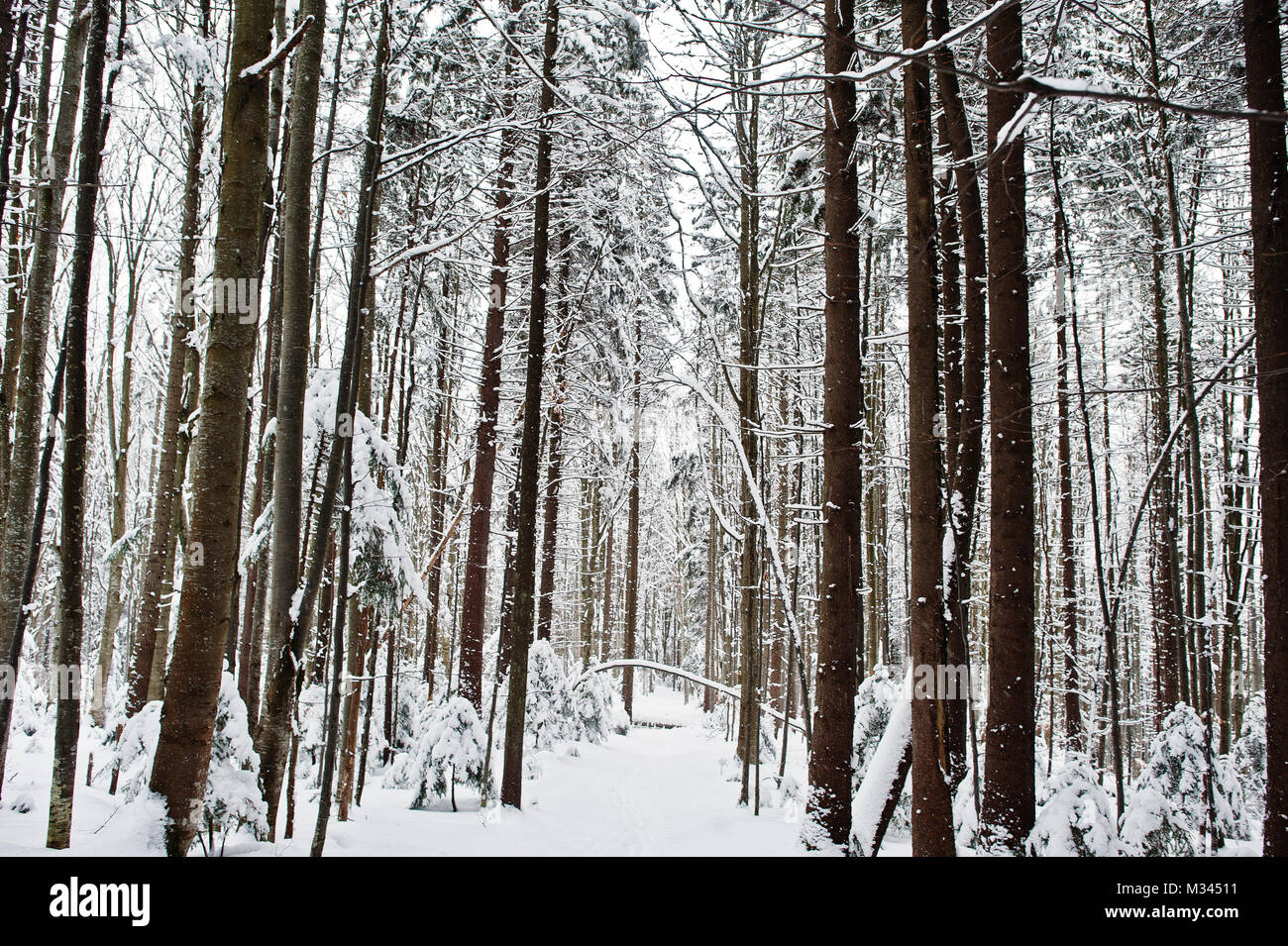 Huge pine trees forest covered by snow. Majestic winter landscapes ...