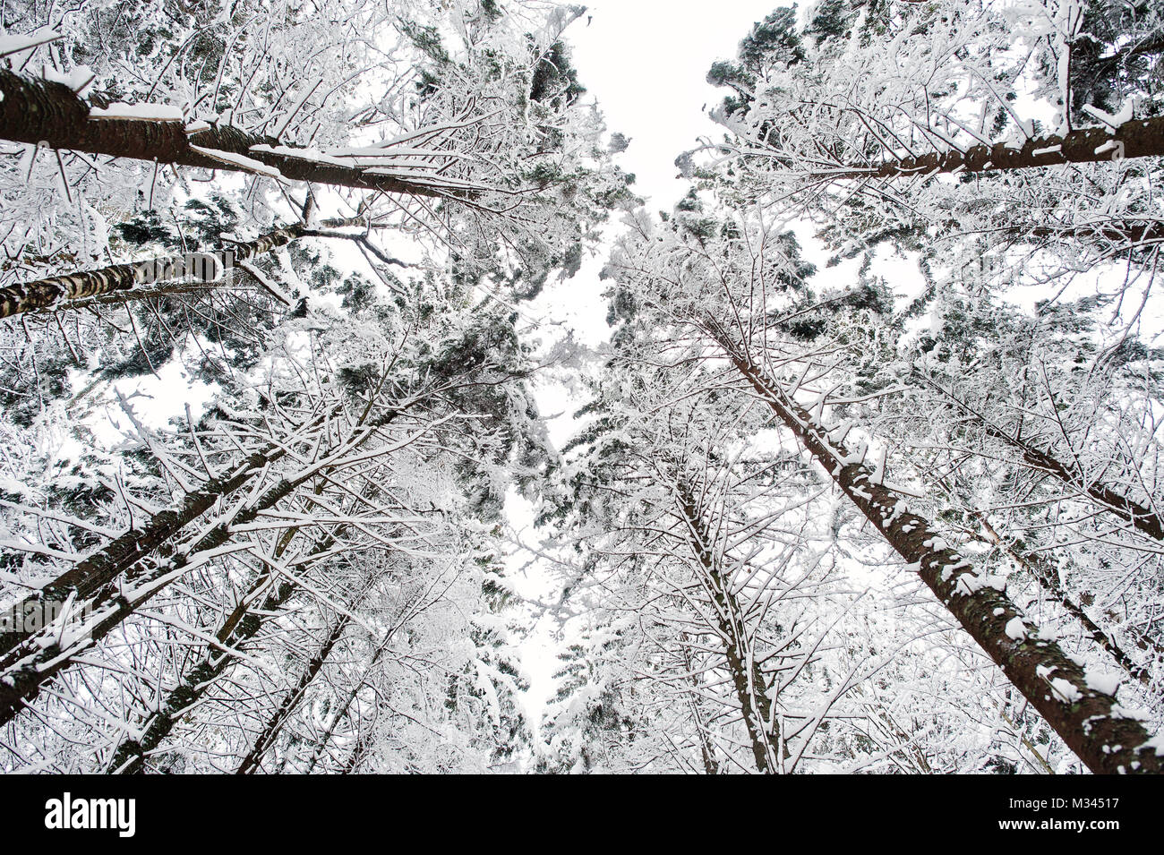 Top of huge pine trees forest covered by snow. Majestic winter ...