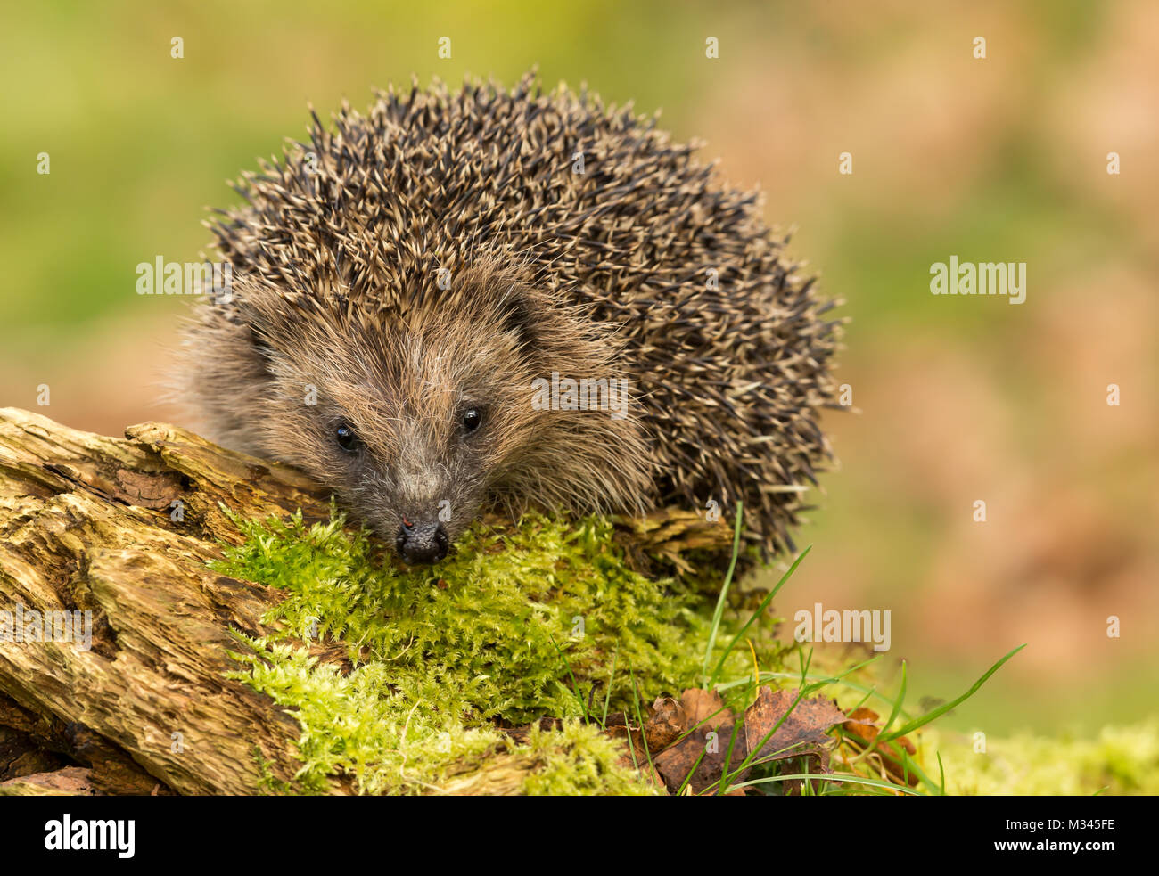 Hedgehog on moss log, wild, free roaming hedgehog taken from inside a ...