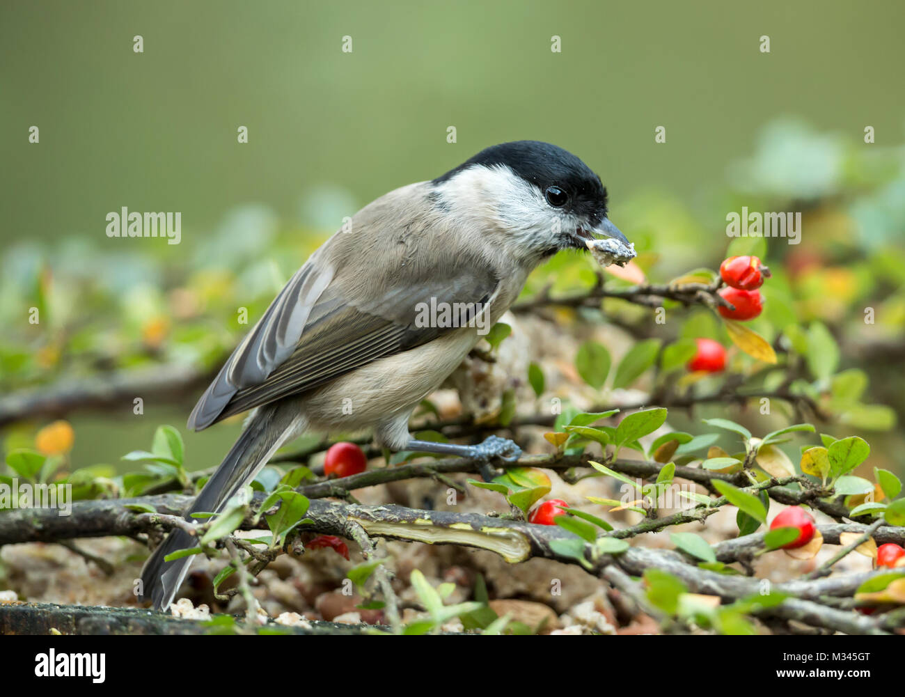 Marsh Tit feeding on Red Berries with blurred green background Stock ...