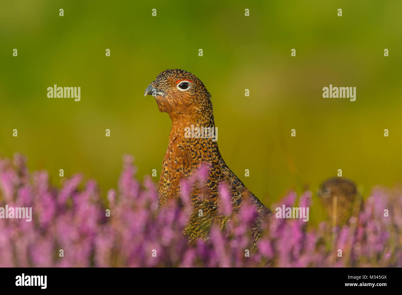 Male grouse hi-res stock photography and images - Alamy