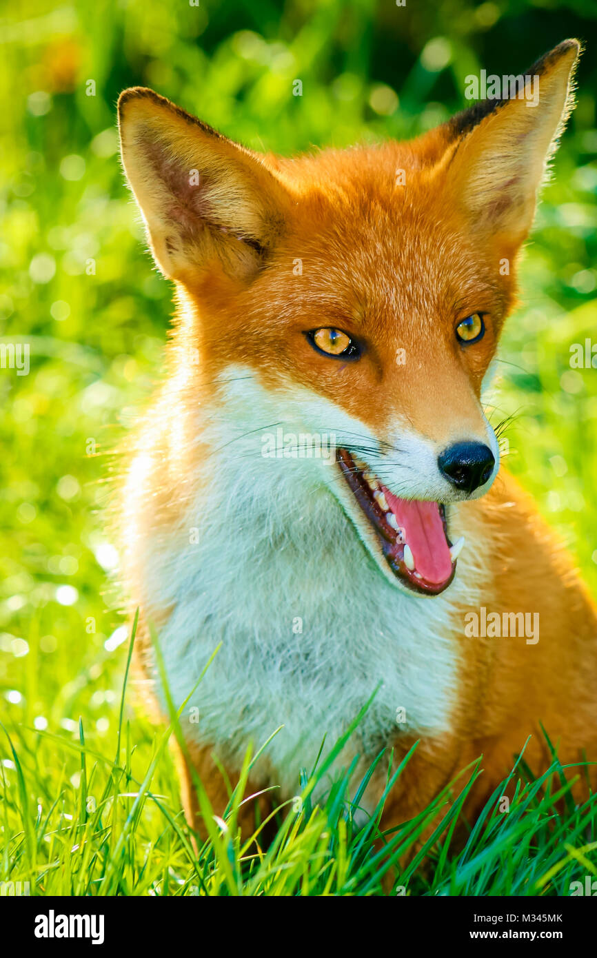 Red Fox Green Eyes That Time Europe Air Dropped Vaccine Loaded Chicken
