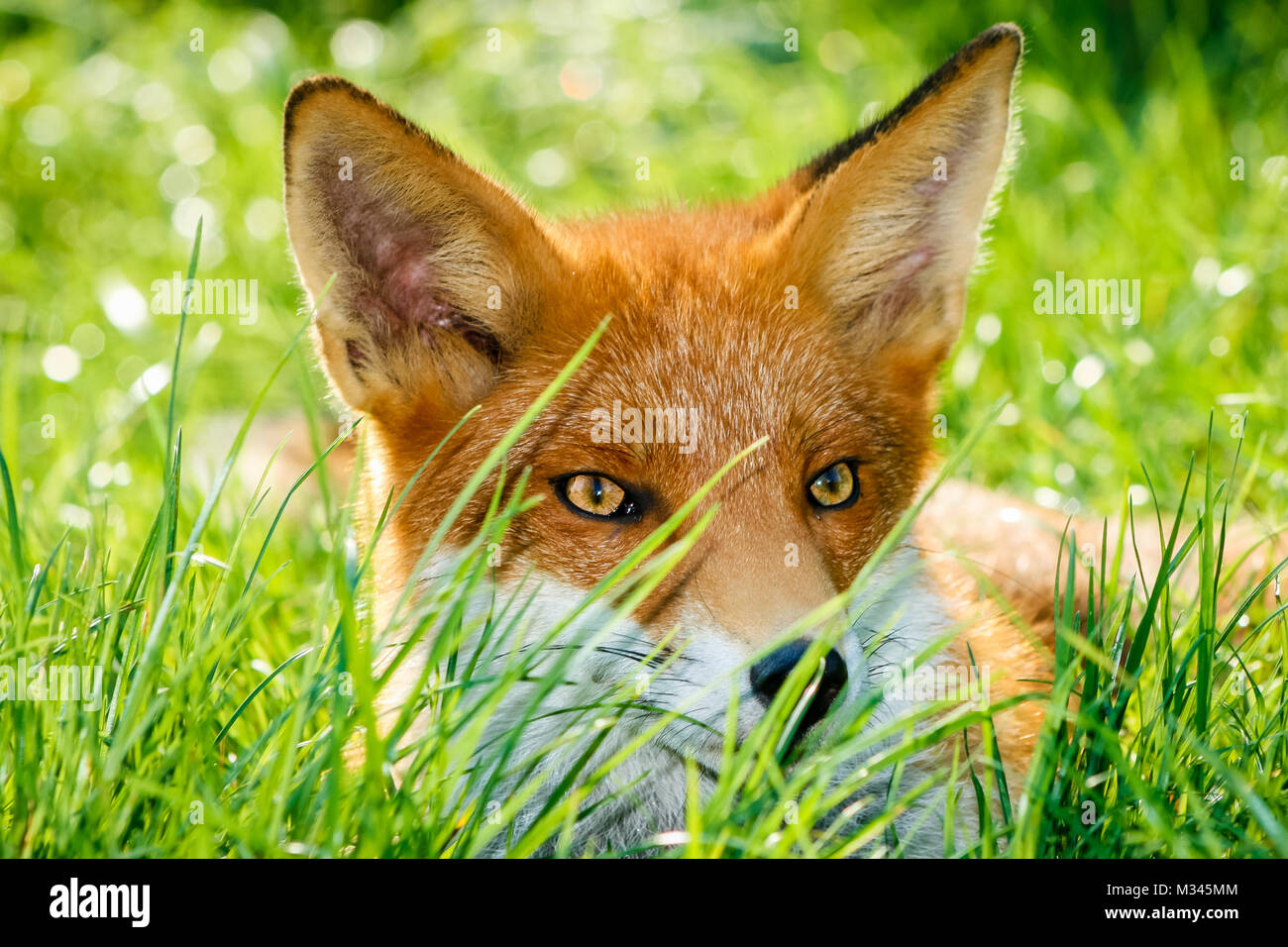 Cub hunting hi-res stock photography and images - Alamy