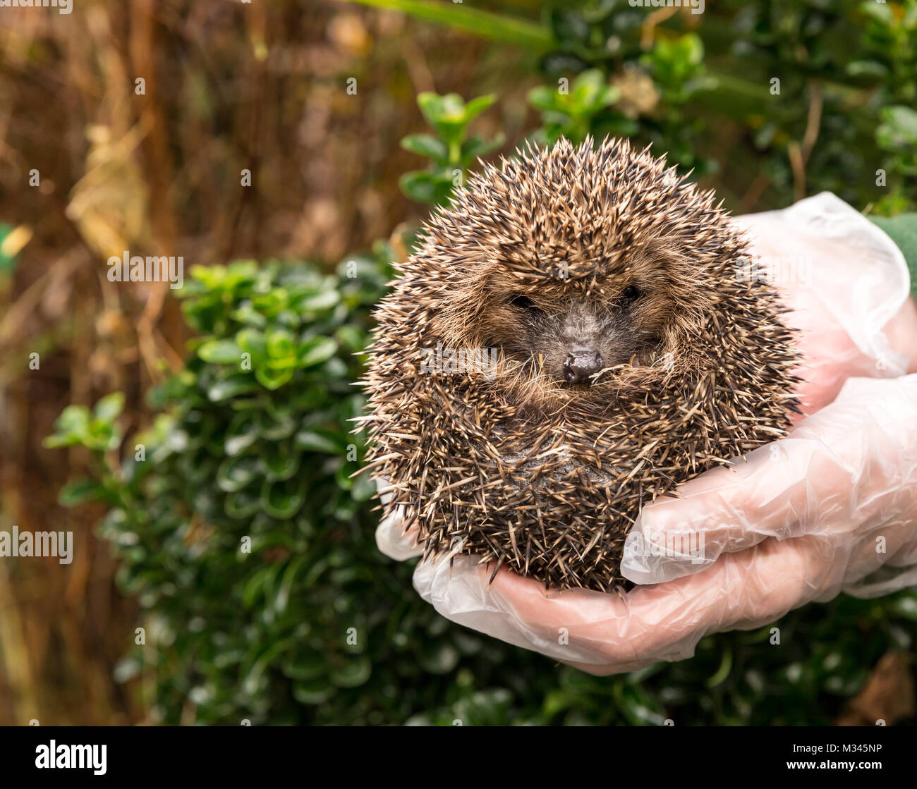 Hedgehogs In Gardens Stock Photos & Hedgehogs In Gardens Stock Images ...