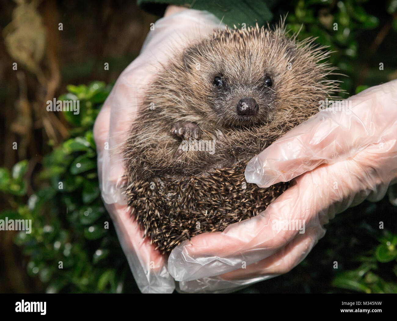 European Hedgehog Size
