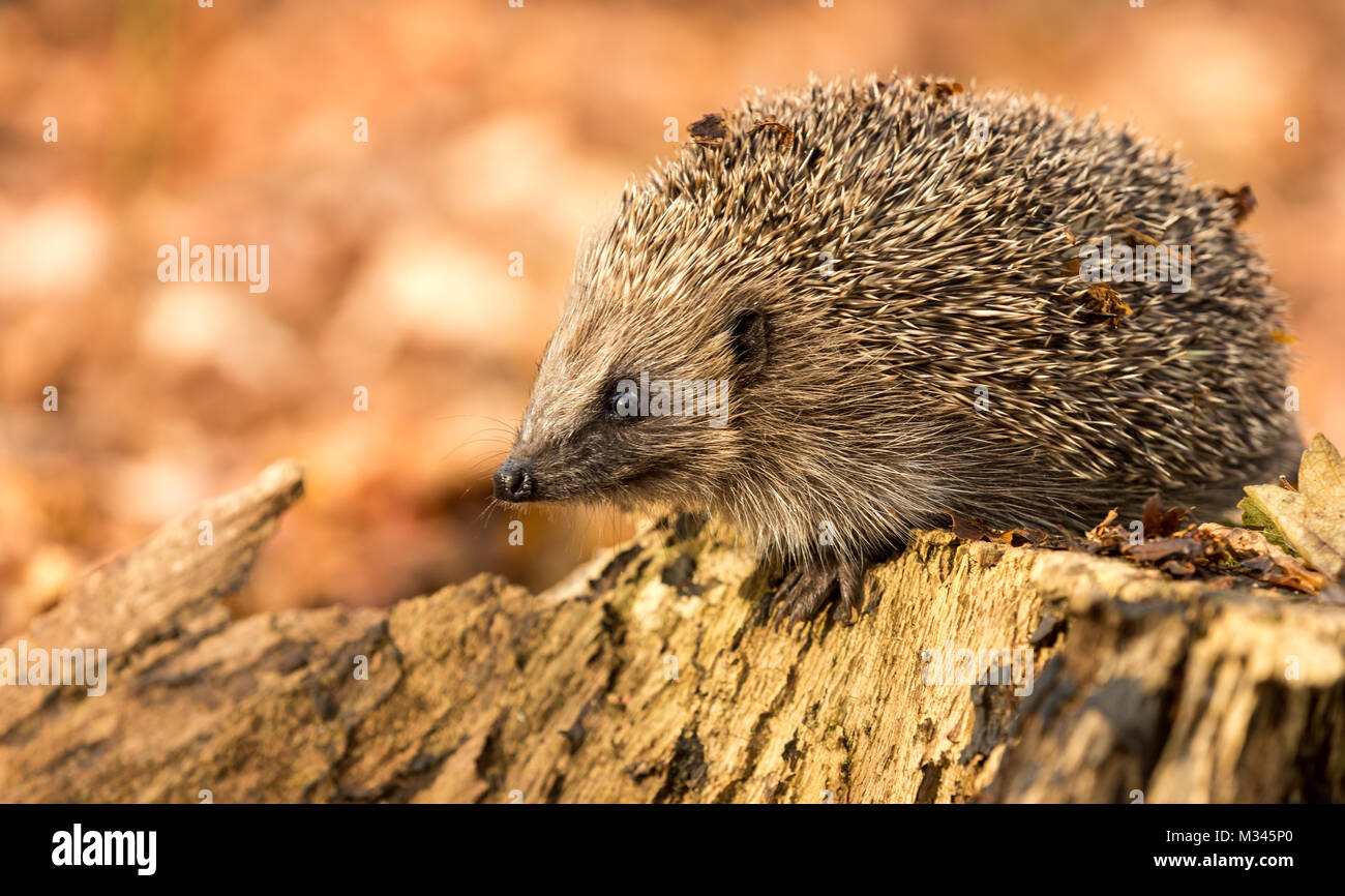 Hedgehog on tree stump, wild, free roaming hedgehog taken from inside a ...