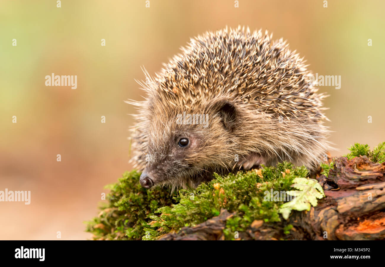 Hedgehog on moss log, wild, free roaming hedgehog taken from inside a ...
